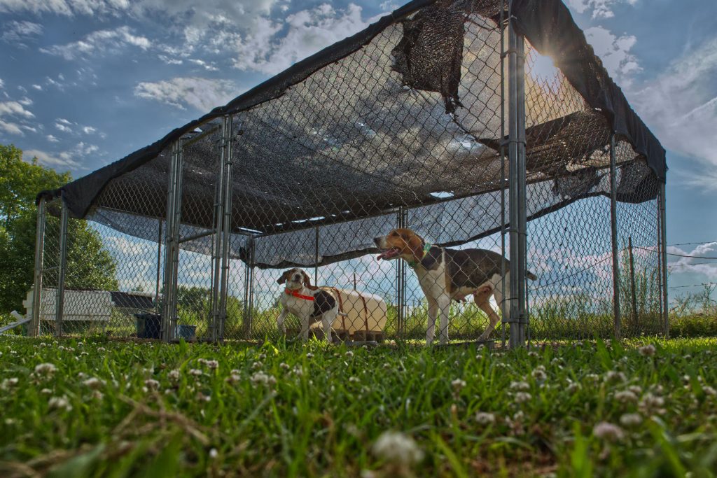 How To Start Coon Hunting Without Straining Your Wallet, A Beginners ...